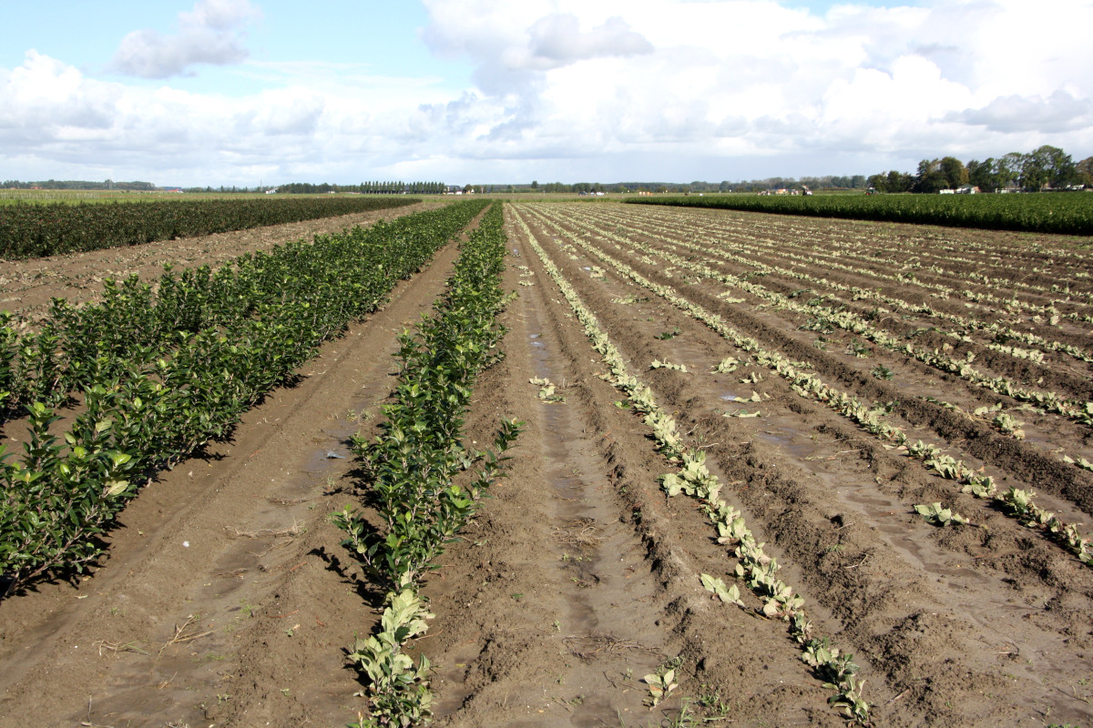 How are rootstocks like M9 T337 grown? - Fruitboomkwekerij Morren